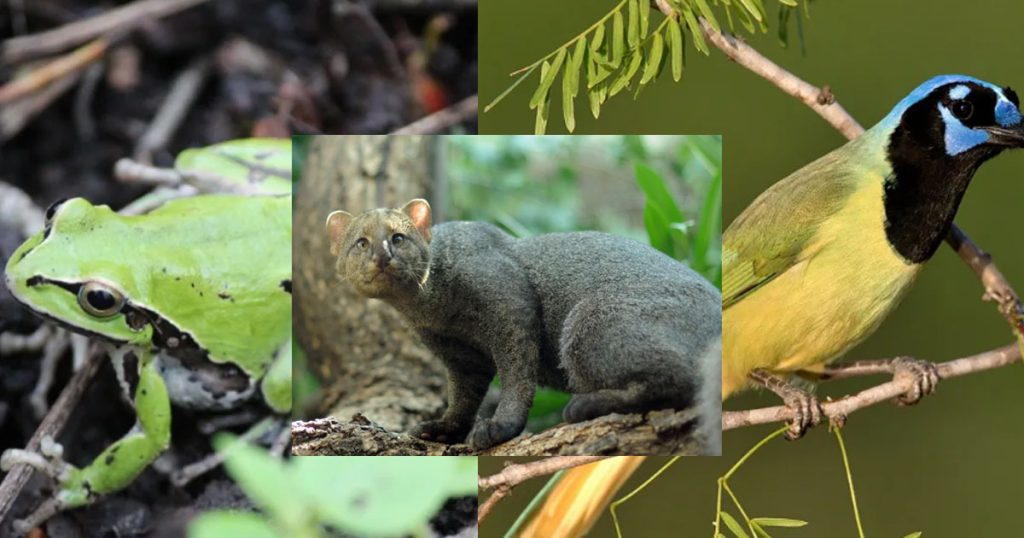 Dragoncitos y ranas costeñas: Hay 43 nuevas especies en Áreas ...